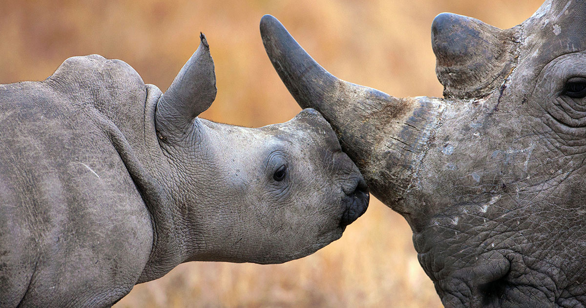 American Rhino - KingFish